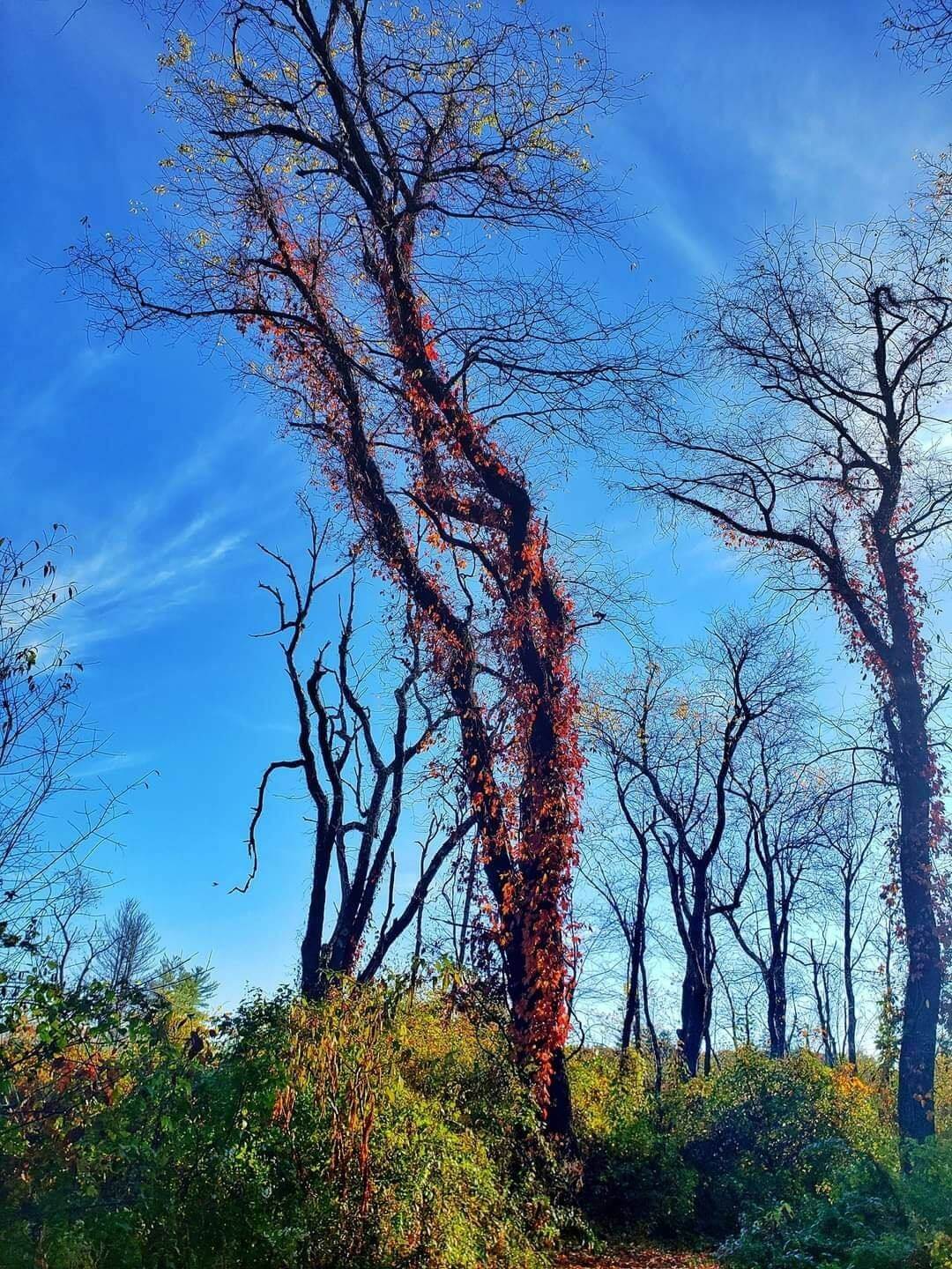 Town of Loch Lynn Heights - Garrett County Chamber of Commerce